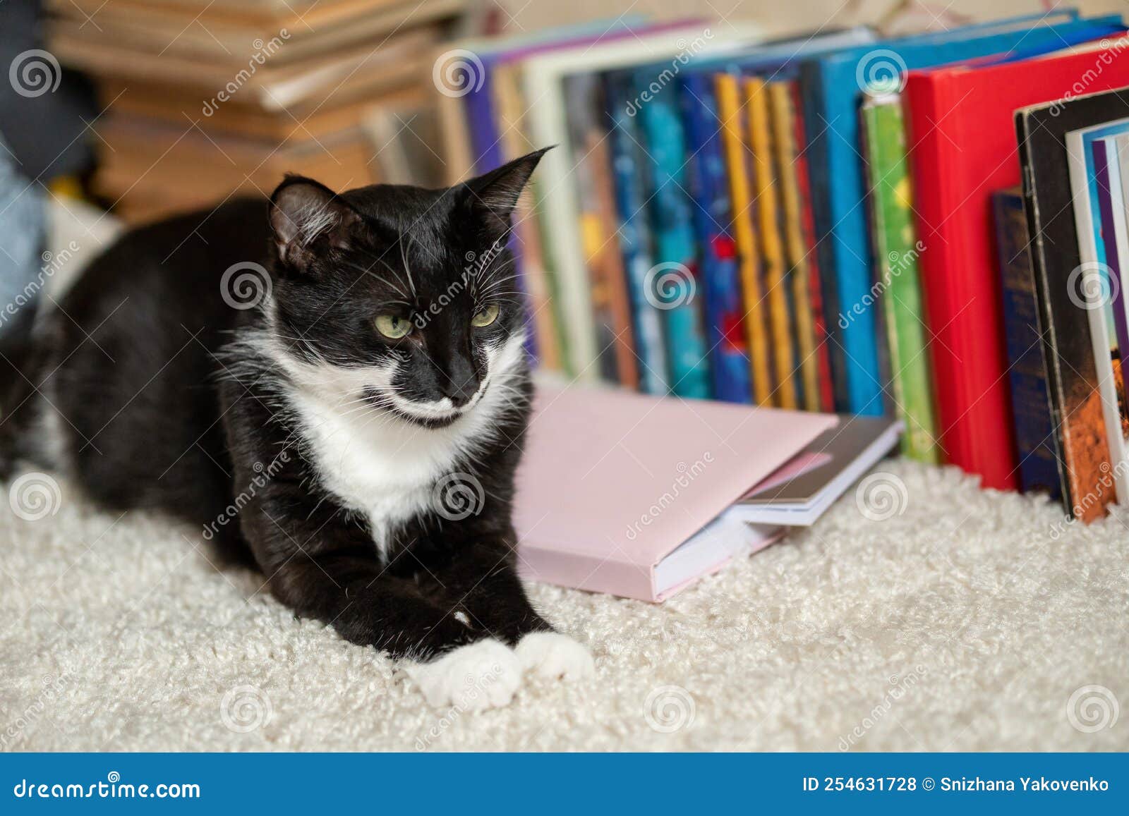 Wise Cat and Books. Cat Thinks Stock Photo - Image of beautiful, feline ...