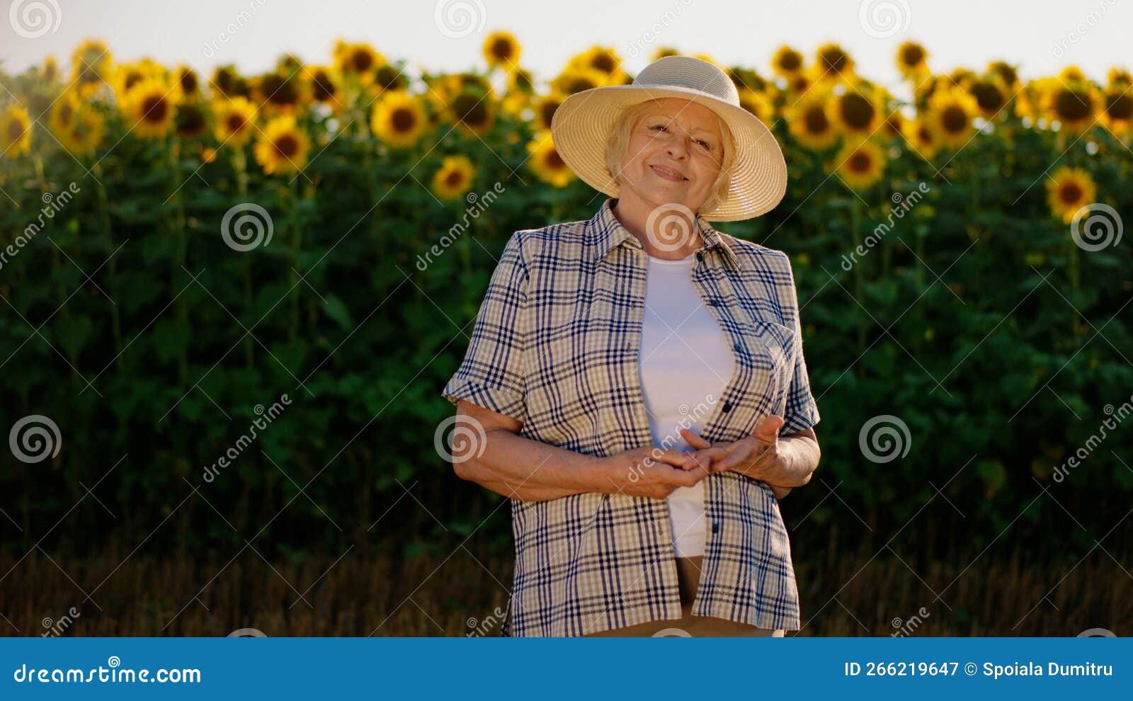 A Wise and Gorgeous Looking Old Woman is Standing in a Sunflower Field ... A Wise and Gorgeous Looking Old Woman is Standing in a Sunflower Field ...