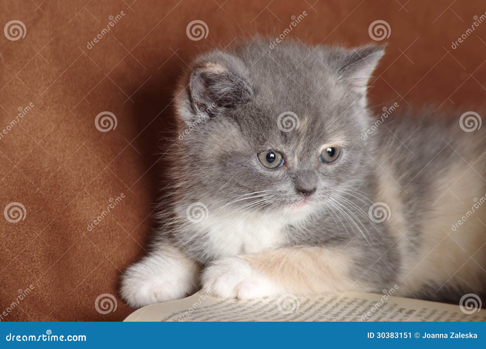 A wise kitten cat student stock image. Image of learning - 30383151