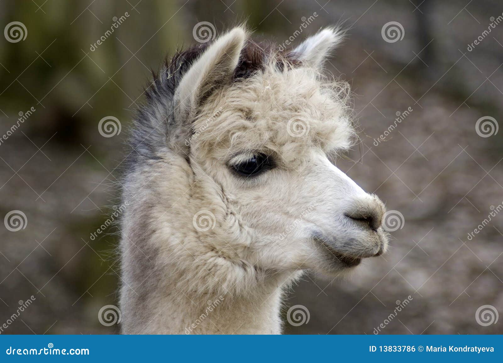 Wise Lama s smile. stock photo. Image of meadow, nature - 13833786