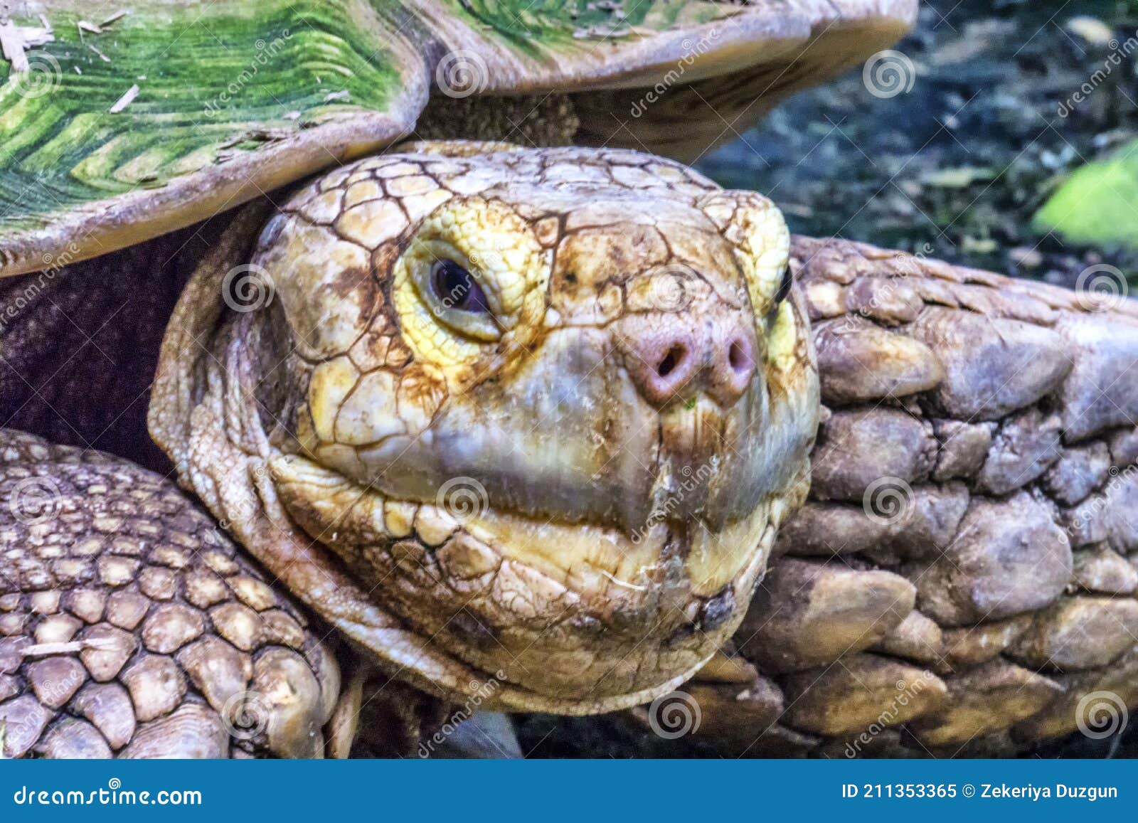 Turtle stock image. Image of frog, tortoise, amphibian - 211353365
