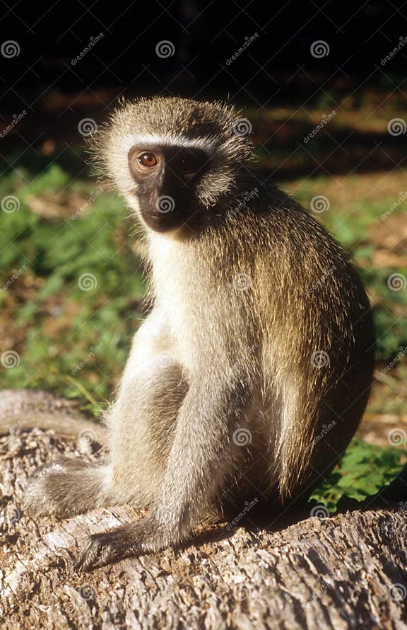 Wise monkey stock image. Image of south, park, primate - 11002685