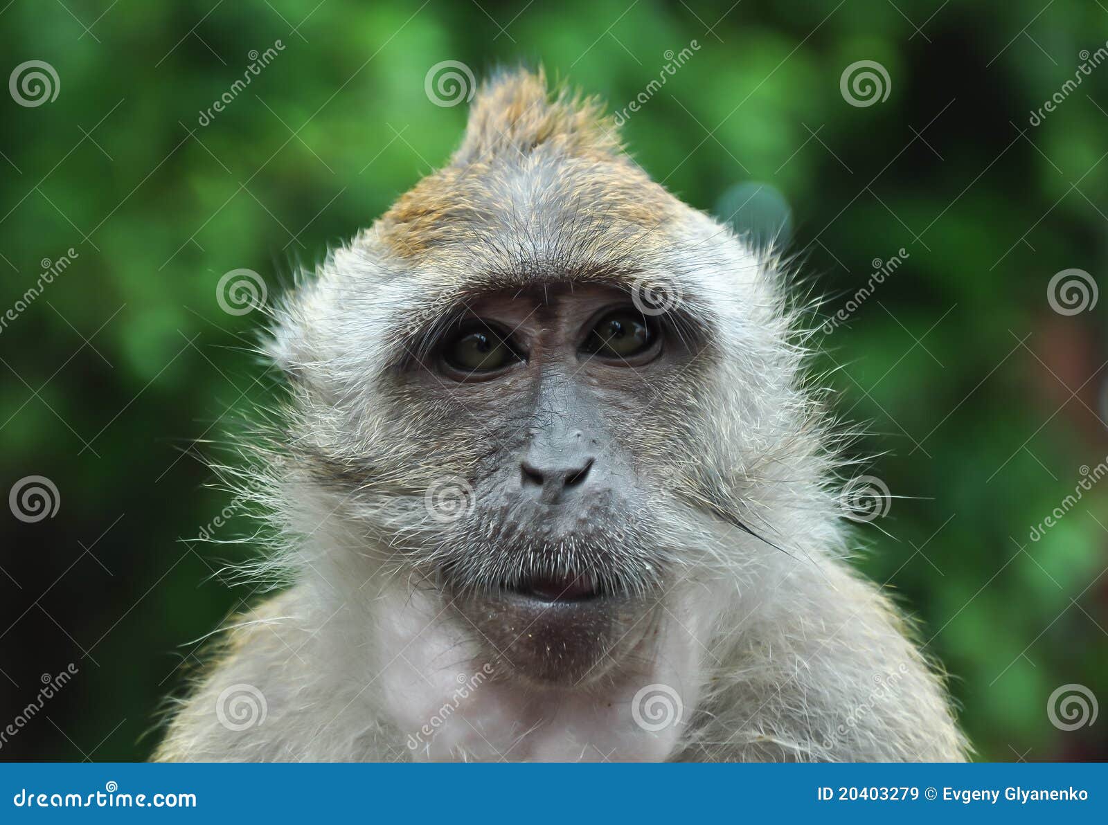 Wise Monkey stock image. Image of curious, wise, motionless - 20403279
