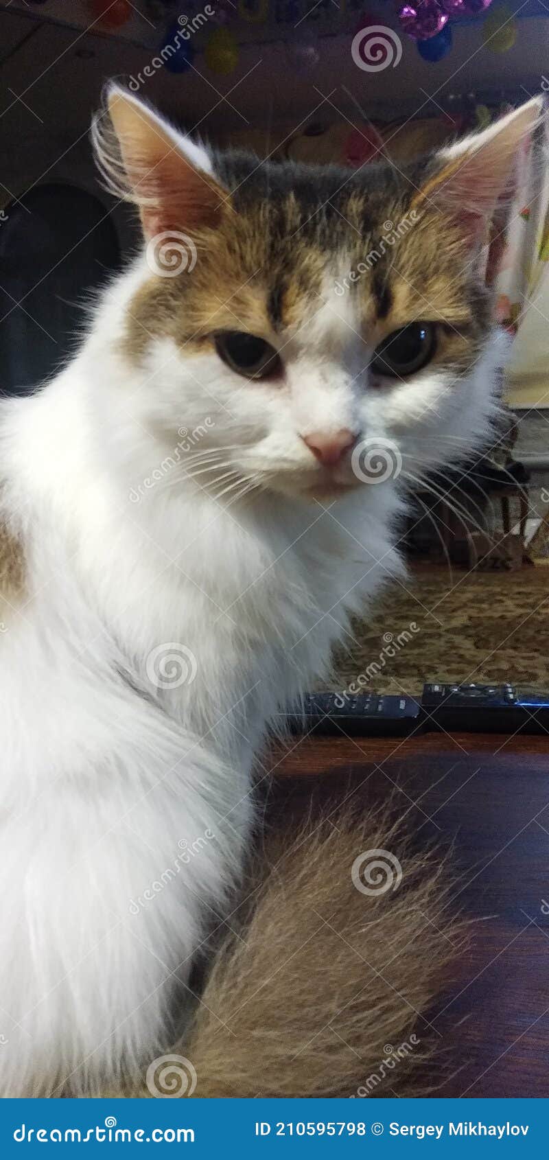 A Wise, Old Cat, the Face of a Man Who Has Seen Everything. Stock Photo ...