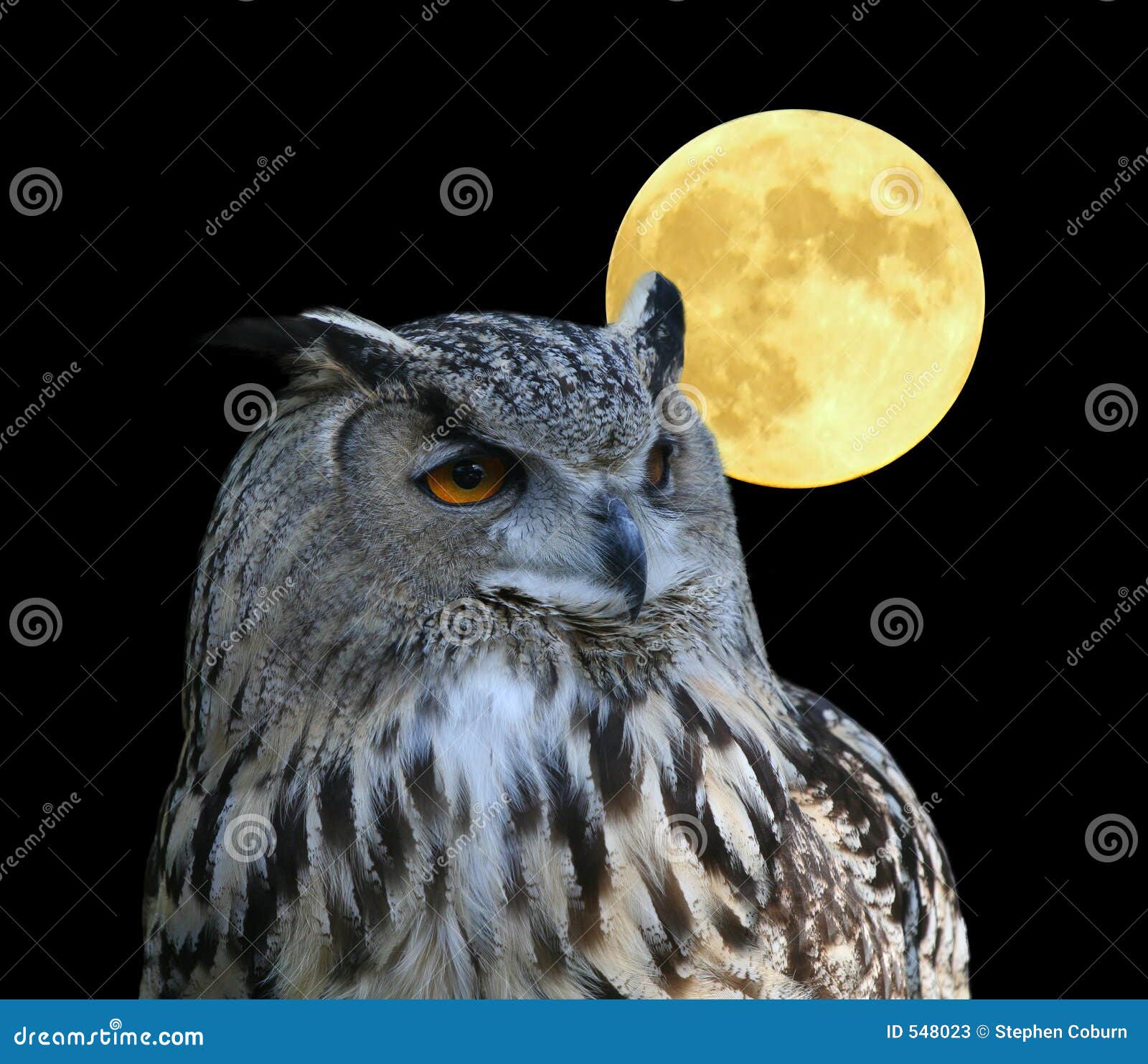 Wise Owl stock image. Image of astute, feather, careful - 548023