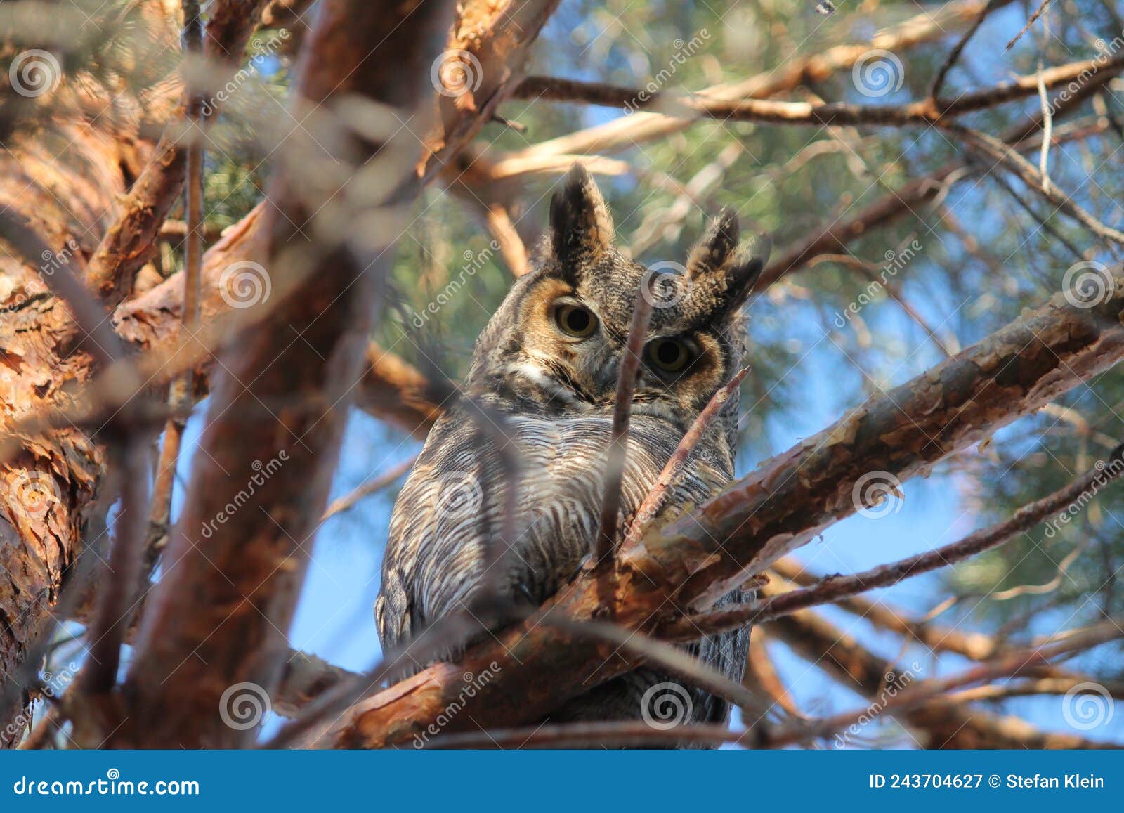 A Wise Owl Stares Judgingly Stock Image - Image of animal, wise: 243704627