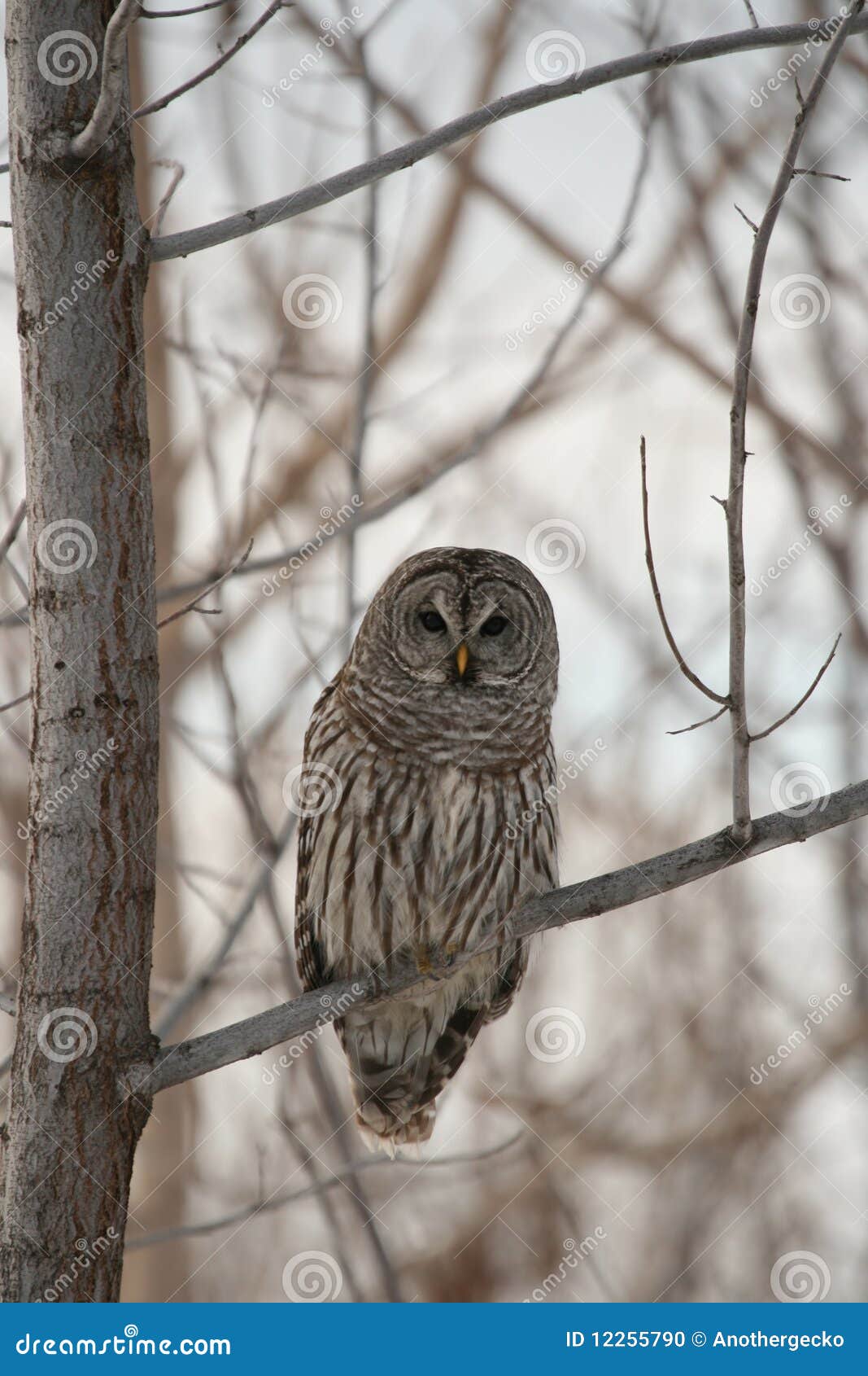 Wise Owl in Tree stock photo. Image of eyes, snow, branch - 12255790