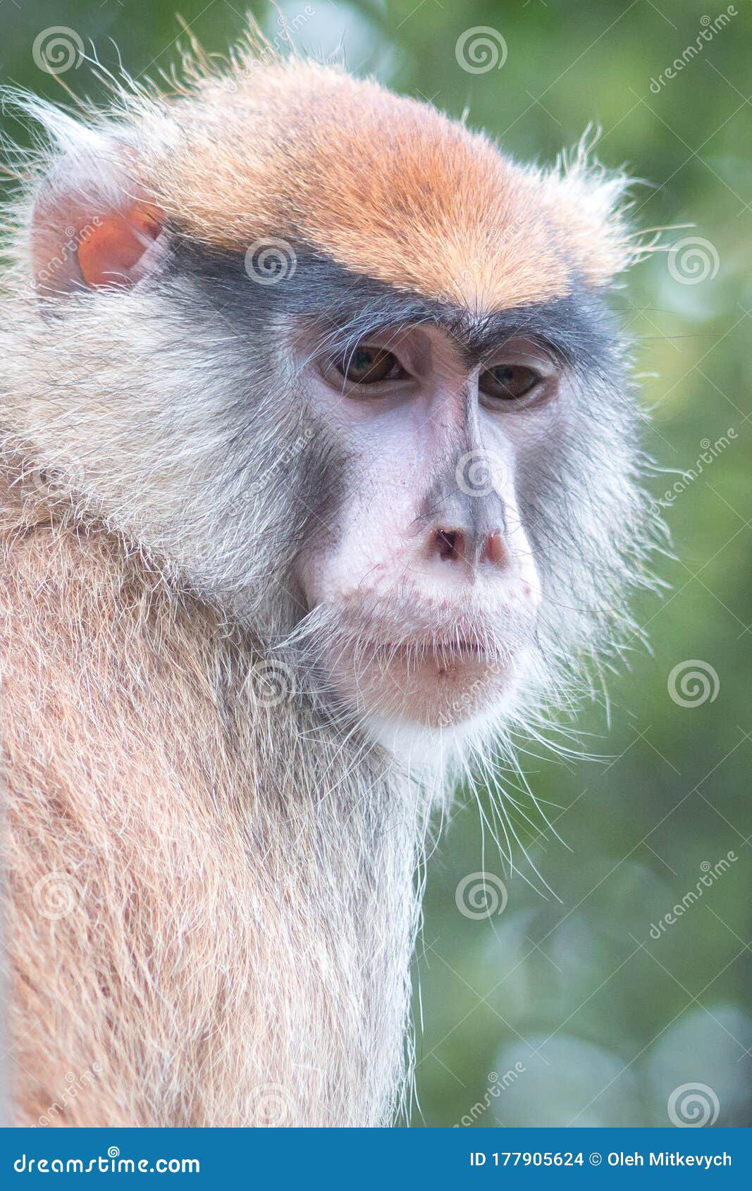 Wise Red Monkey. Wild Nature Stock Photo - Image of background ...