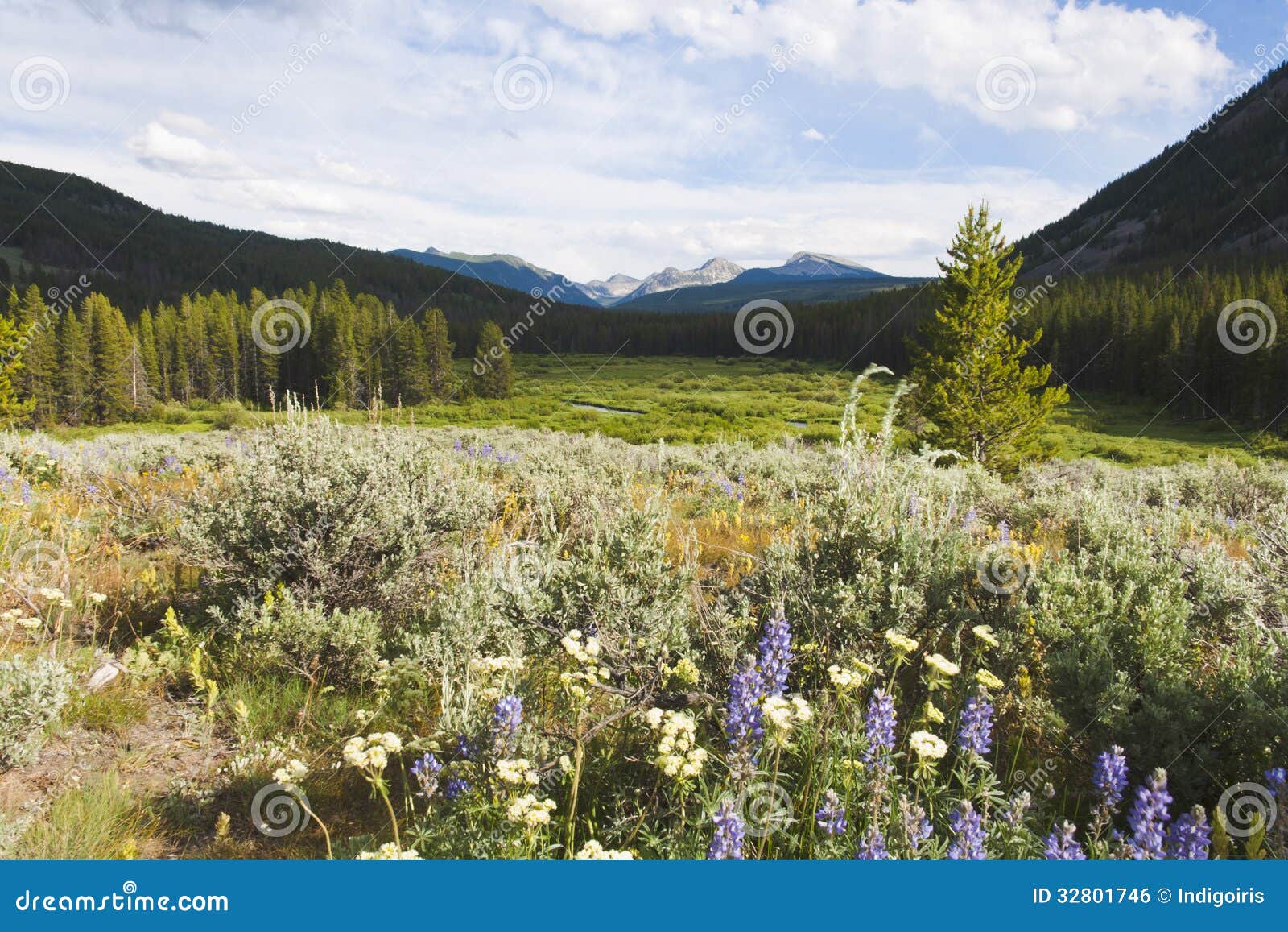 Wise River stock photo. Image of fishing, national, meadow - 32801746