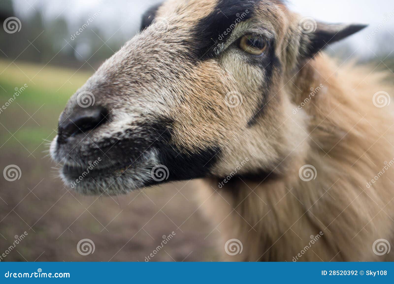 Wise sheep looks through stock photo. Image of eyes, ears - 28520392