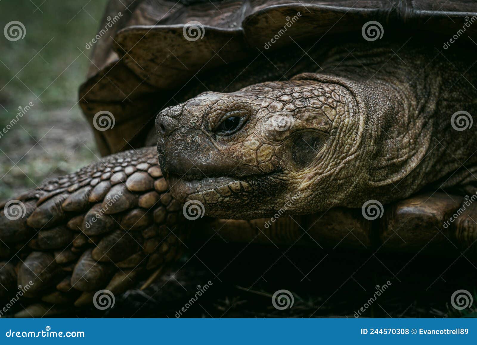 Wise Tortoise Stares at Camera Stock Photo - Image of organic, shell ...