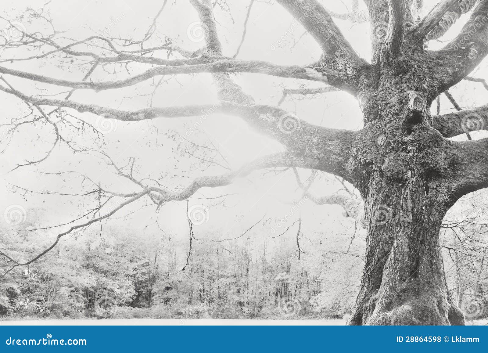 Wise tree stock photo. Image of meadow, tall, tree, ancient - 28864598