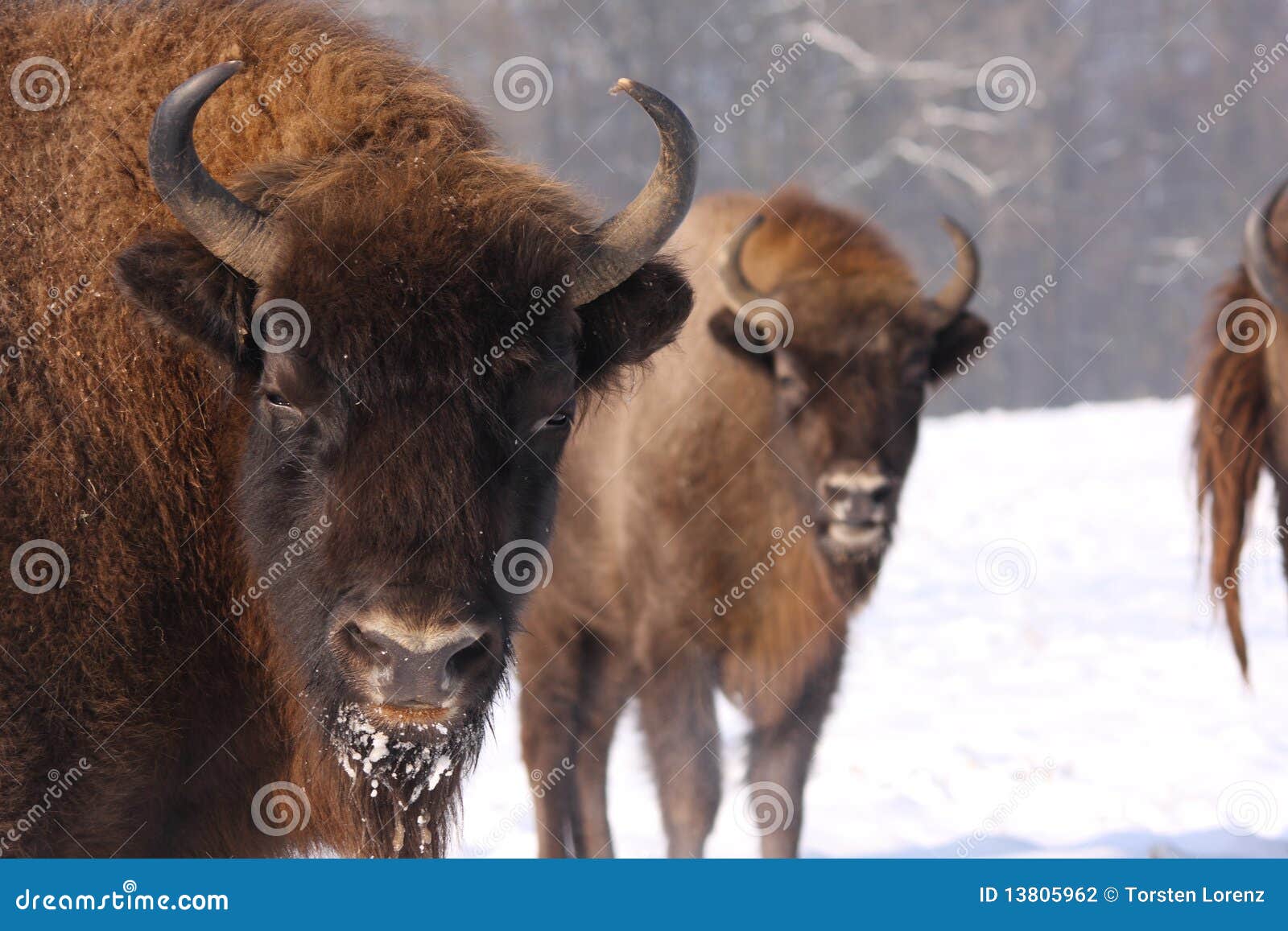 Wisent stock photo. Image of fauna, outdoors, european - 13805962