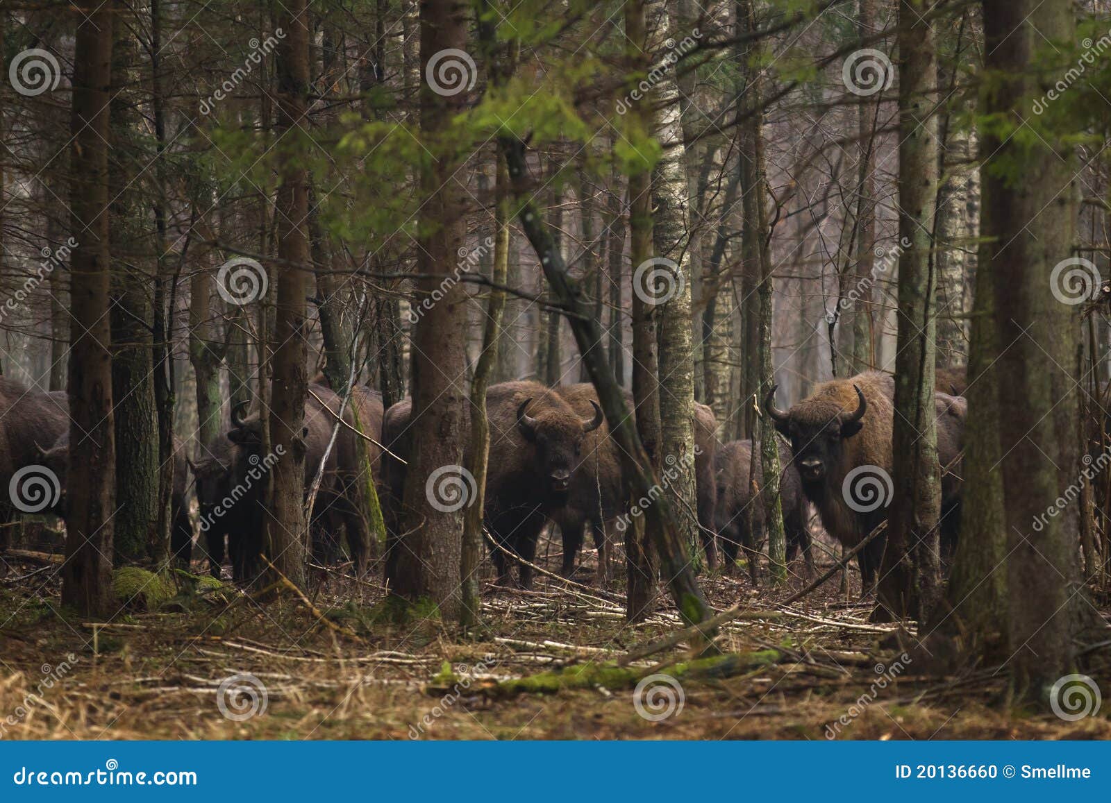 Wisent stock photo. Image of damerow, bisons, bison, destination - 20136660