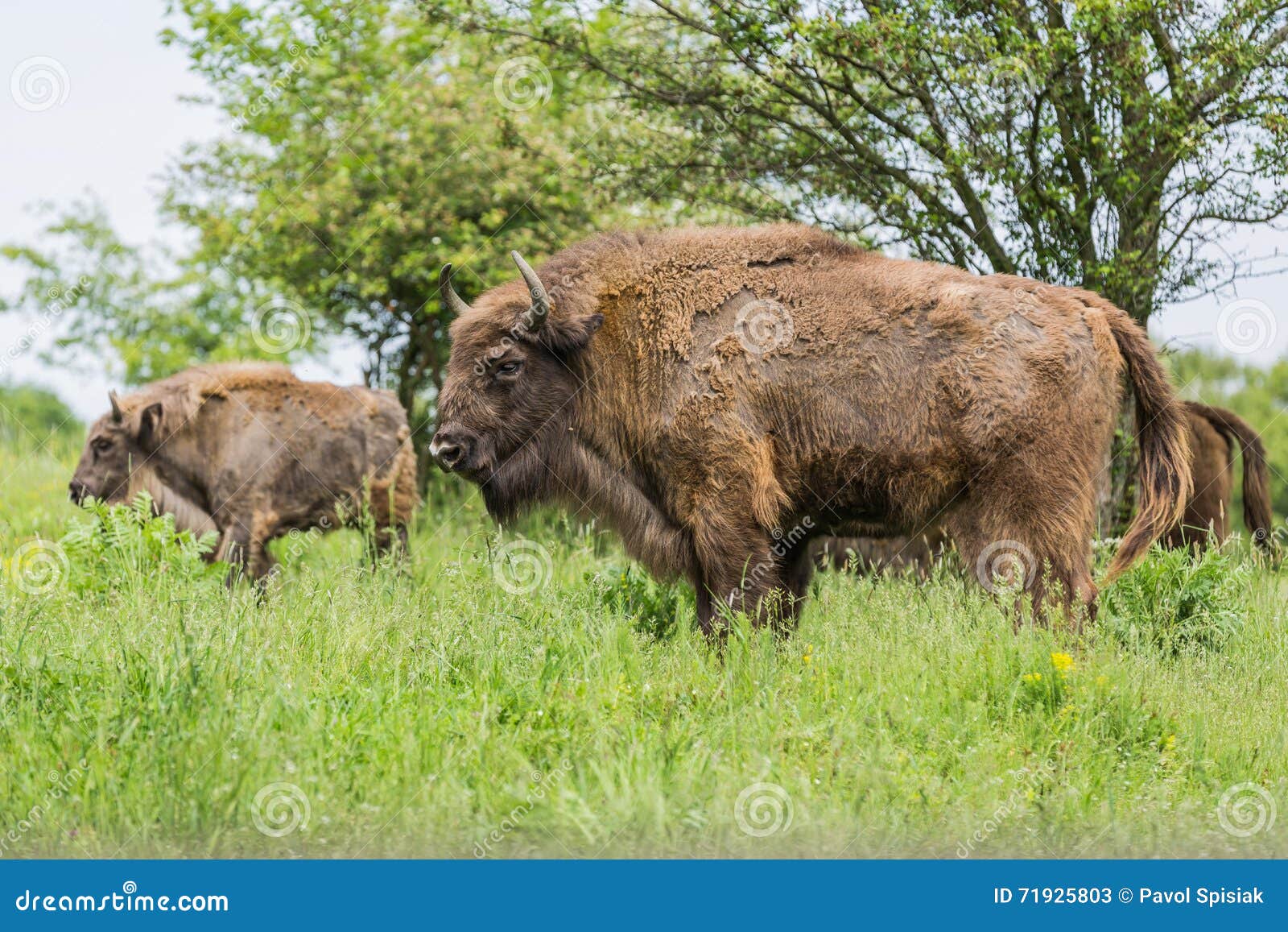 Wisent European bison . stock image. Image of horn, chops - 71925803