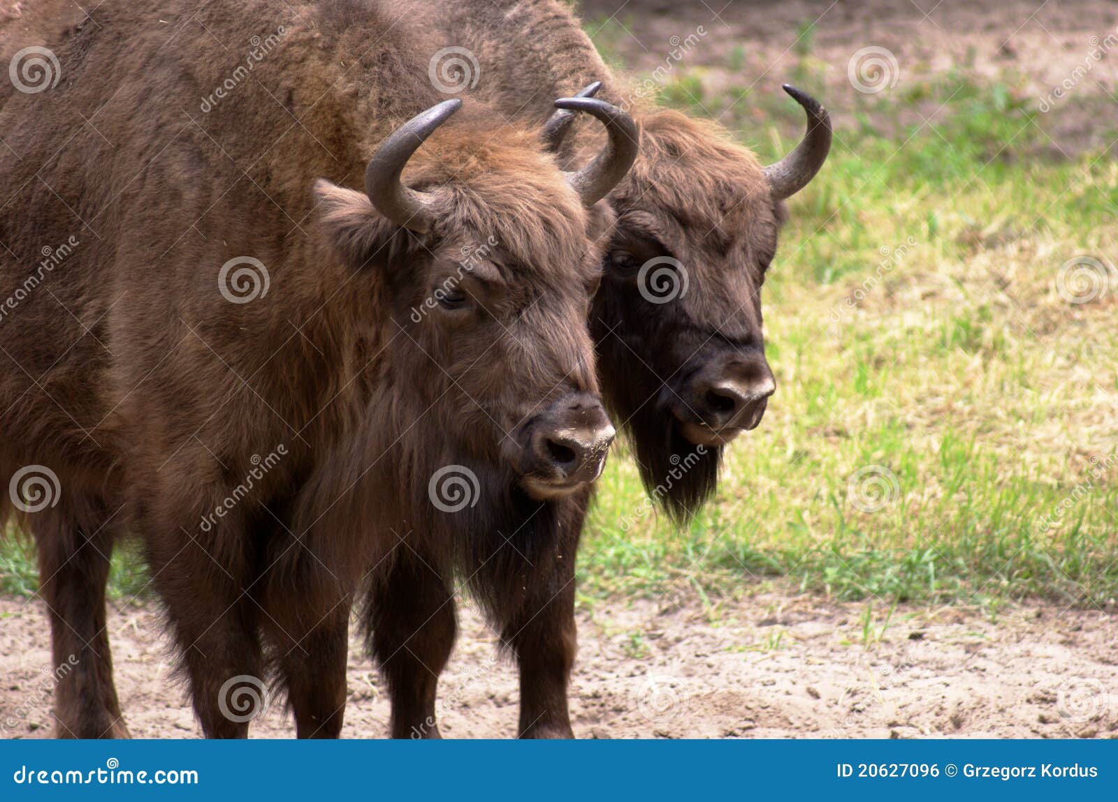 Wisent in Poland stock photo. Image of horn, animal, bison - 20627096