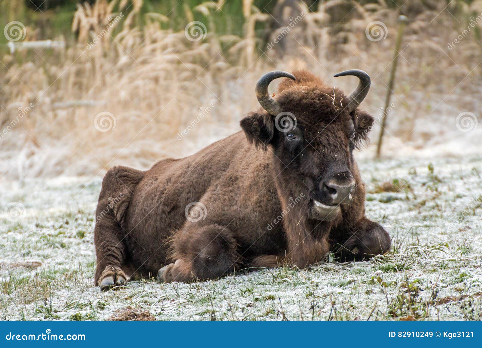 Wisent stock image. Image of herd, wildpark, male, wisent - 82910249