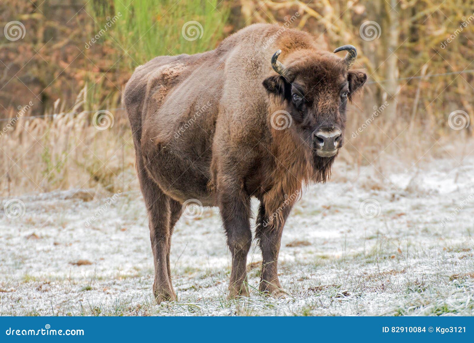 Wisent stock photo. Image of horns, wildpark, portrait - 82910084