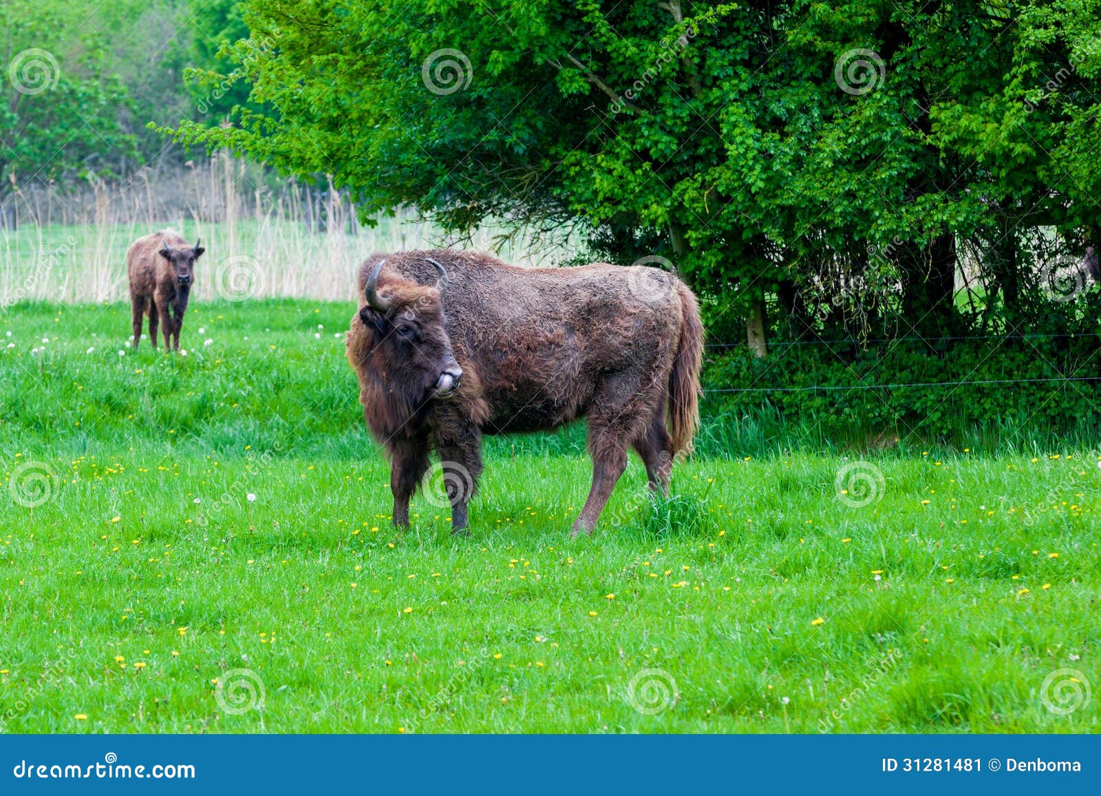 Wisents stock image. Image of herbivore, brown, habitat - 31281481