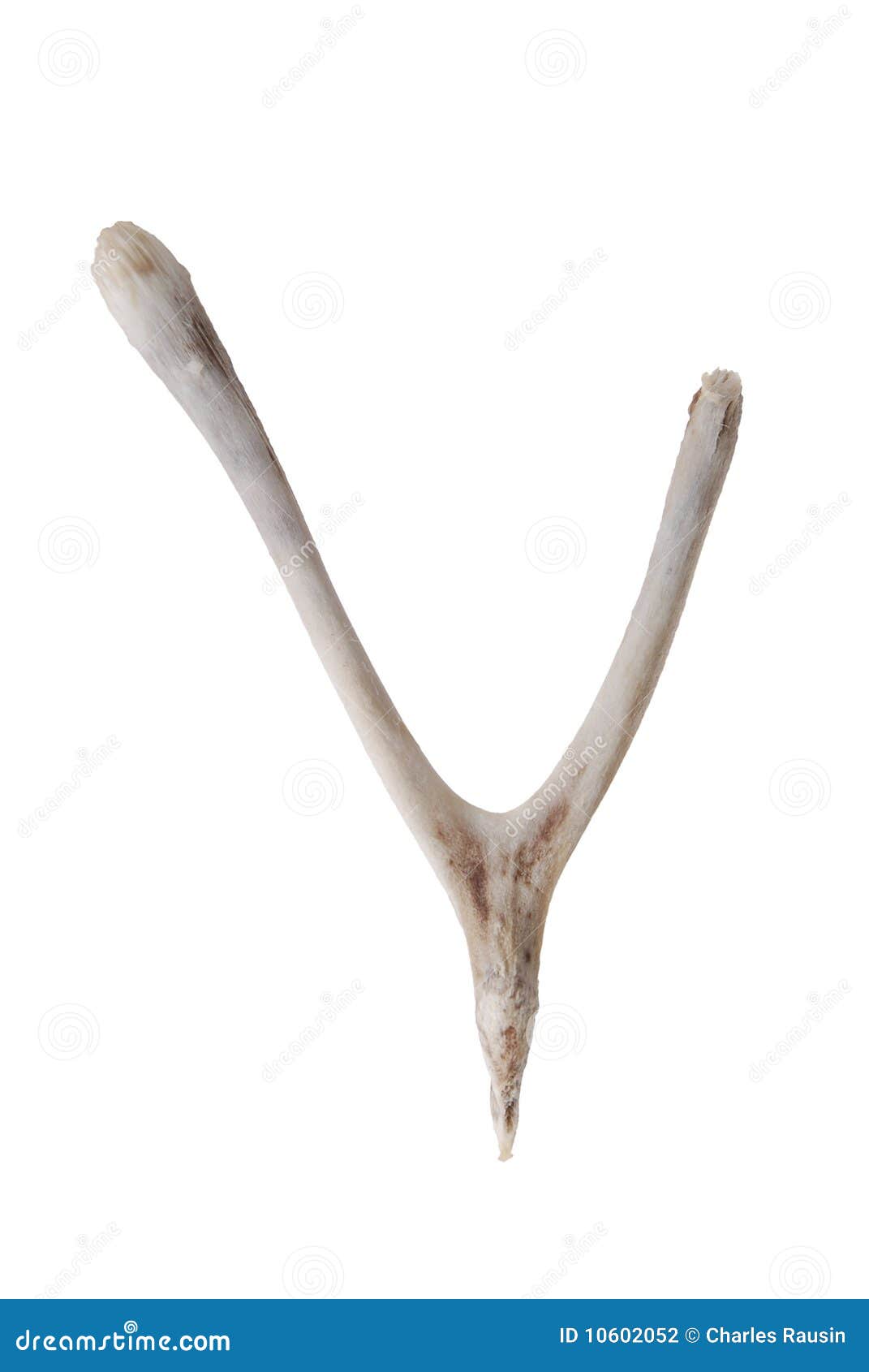 Wish Bone stock photo. Image of studio, metaphor, single - 10602052
