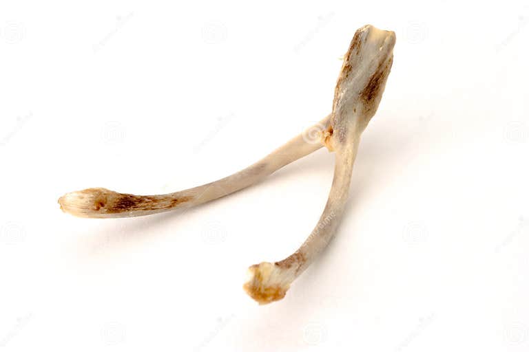 Wish bone stock image. Image of snap, marrow, split, poultry - 2123523