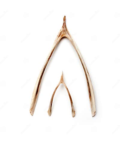 Wish bone stock photo. Image of dried, white, furcula - 8222432