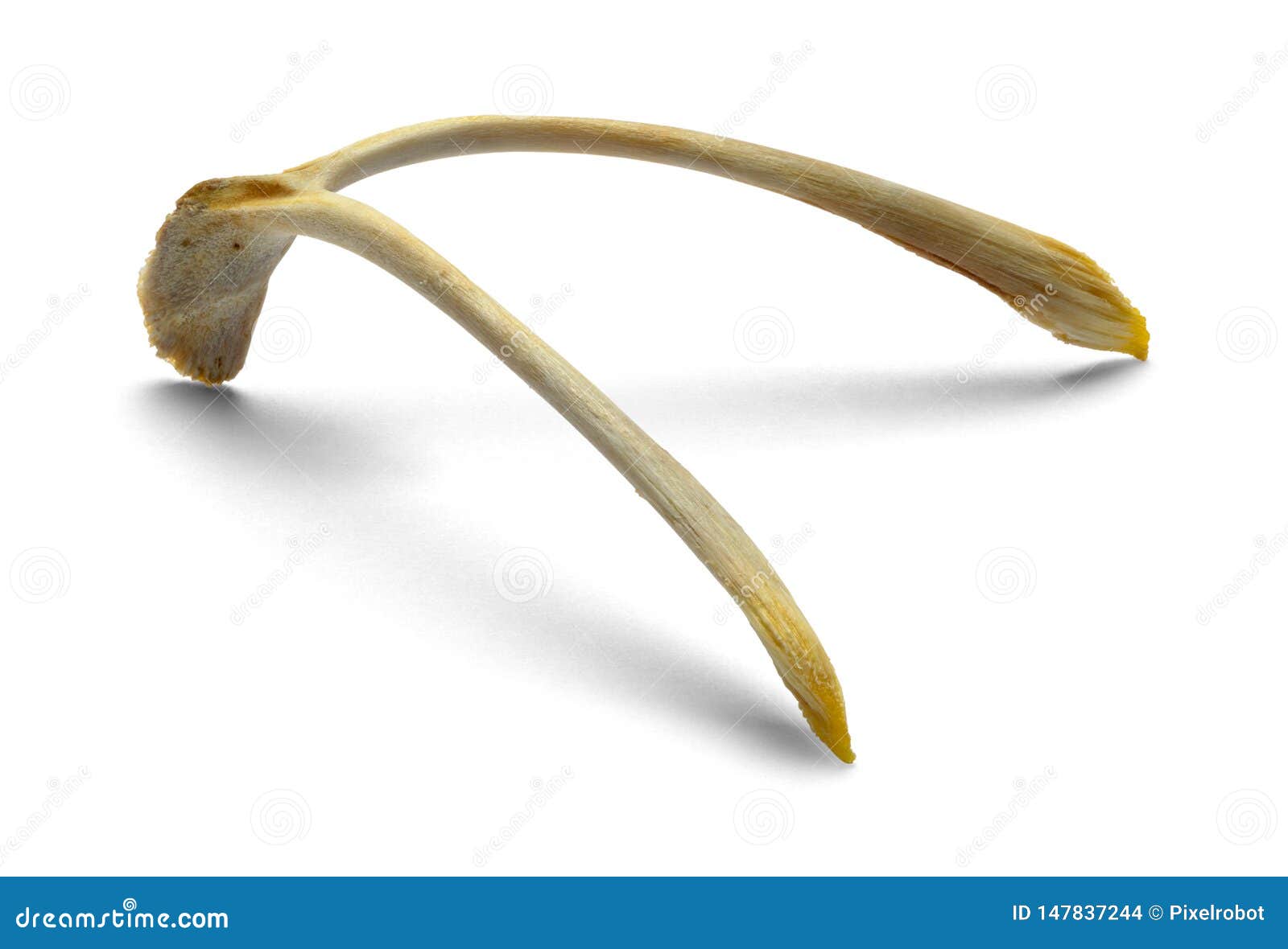 Wish Bone Side View stock photo. Image of aspirations - 147837244