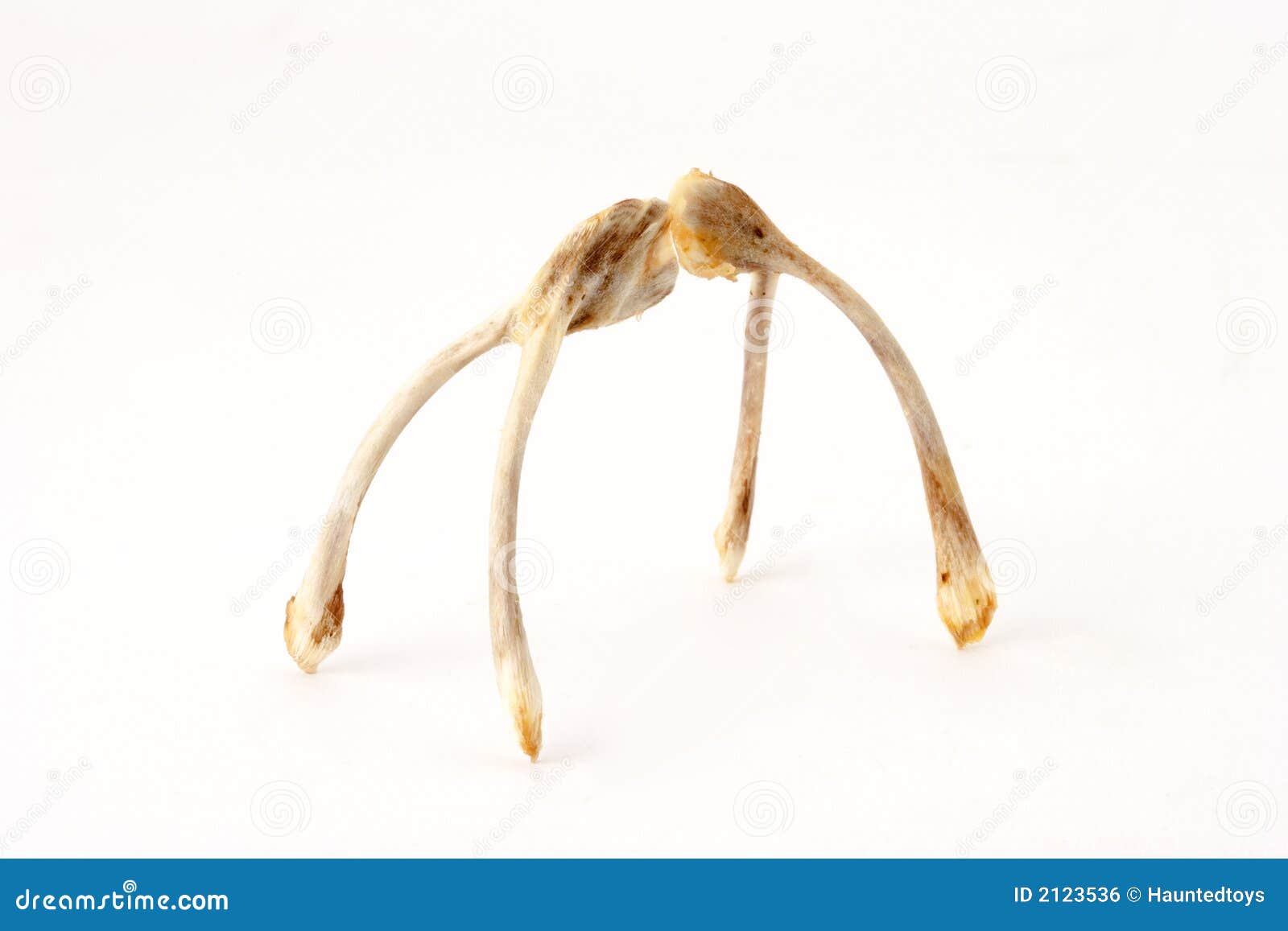 Wish bones stock photo. Image of white, marrow, snap, bone - 2123536
