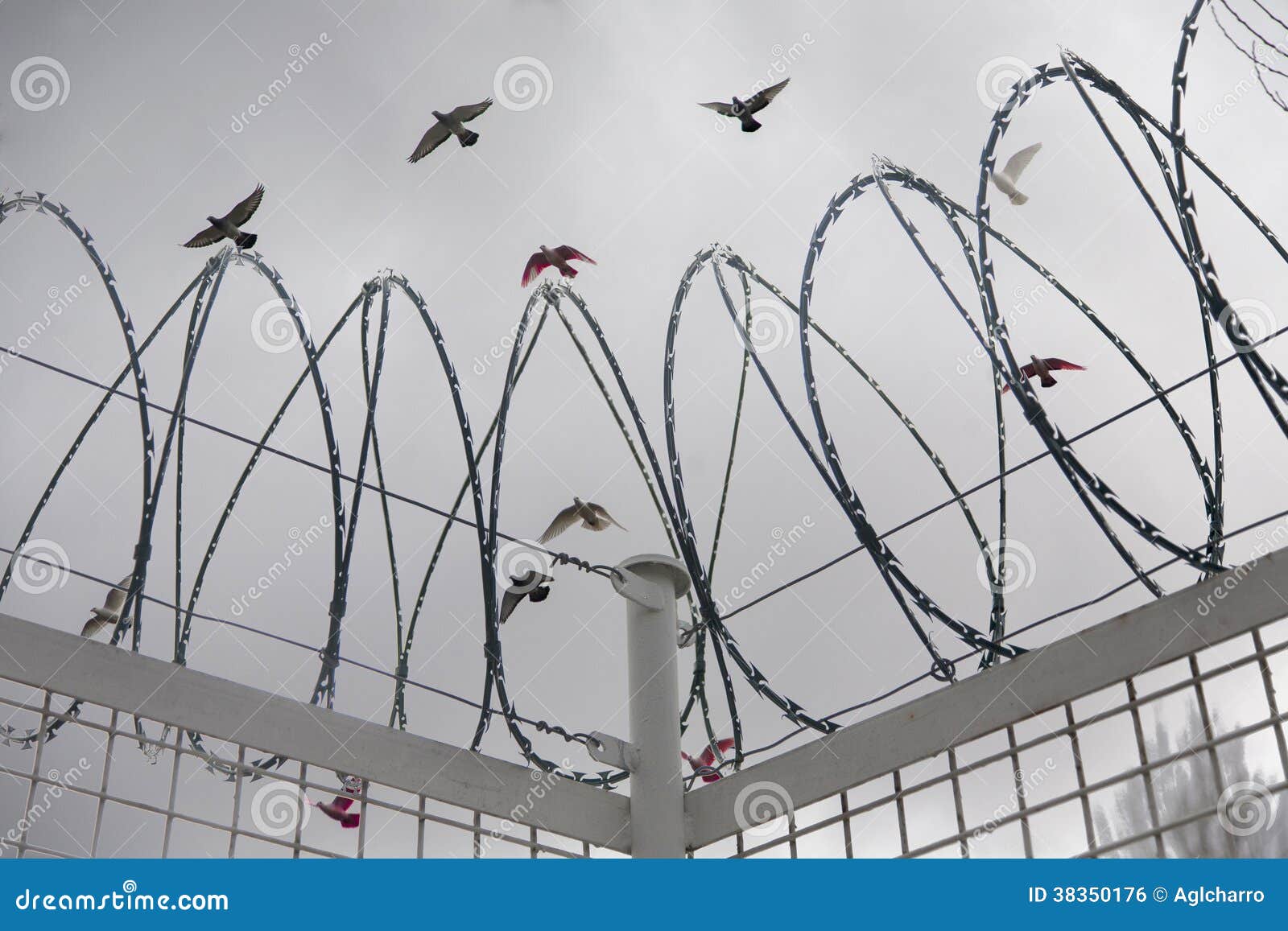 Wish for freedom stock photo. Image of protection, danger - 38350176