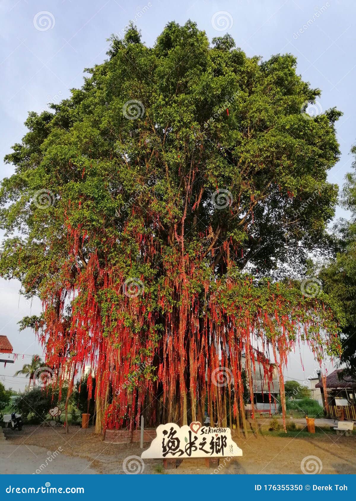 Wish Tree To Make Dream Come True Editorial Image - Image of tree, true ...