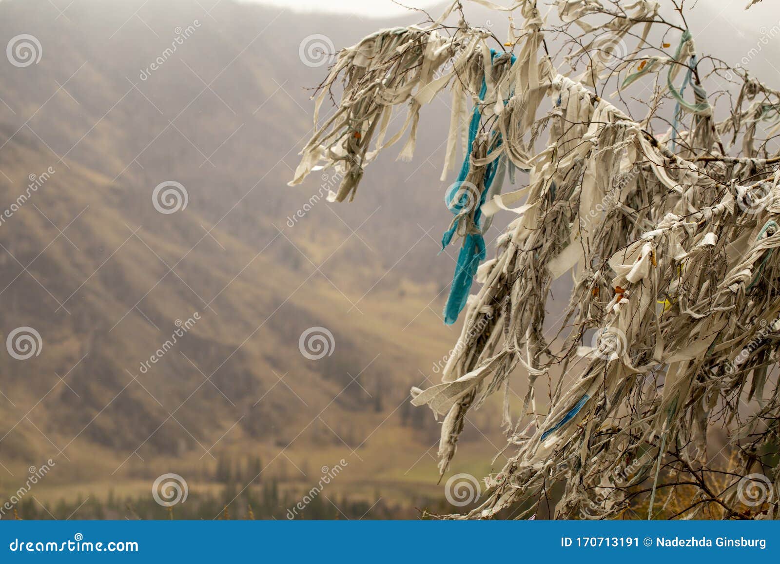 The Wish Tree. Tradition To Make a Wish Stock Image - Image of ornate ...