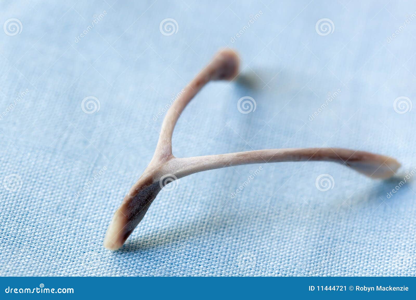 Wishbone stock image. Image of blue, color, horizontal - 11444721