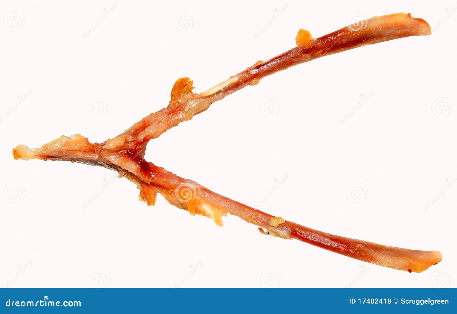 Wishbone stock photo. Image of tradition, autumn, symbol - 17402418