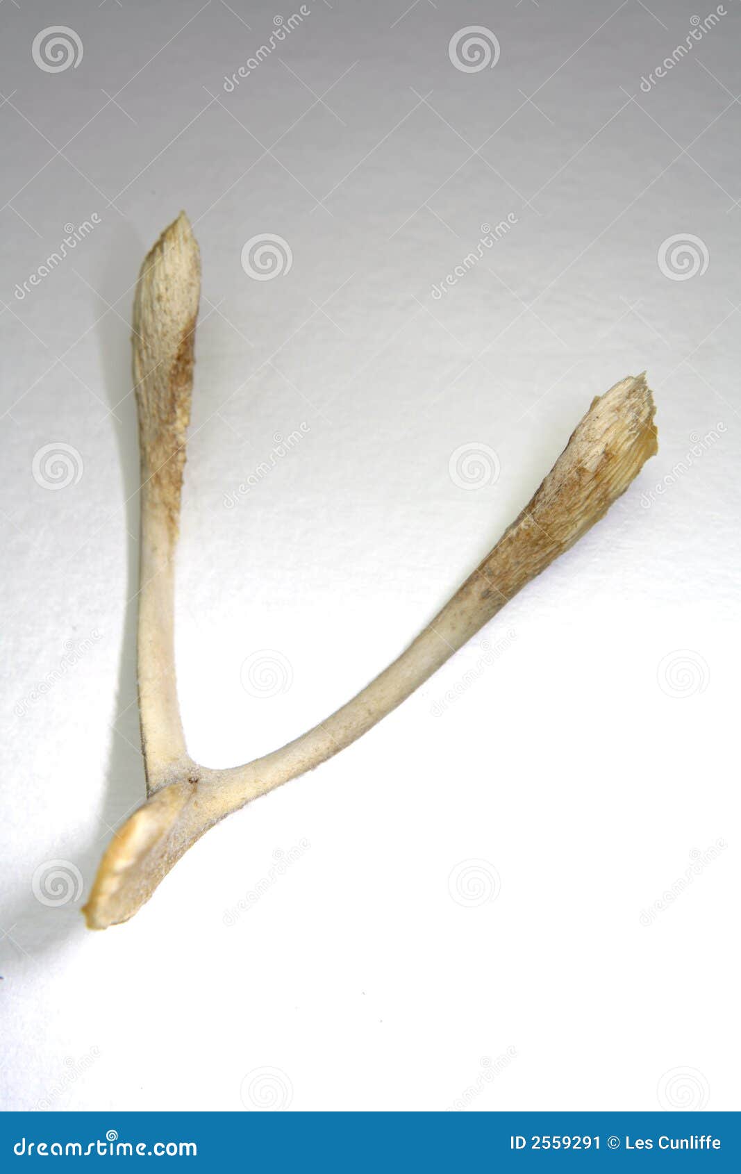 Wishbone stock image. Image of charm, background, amulet - 2559291