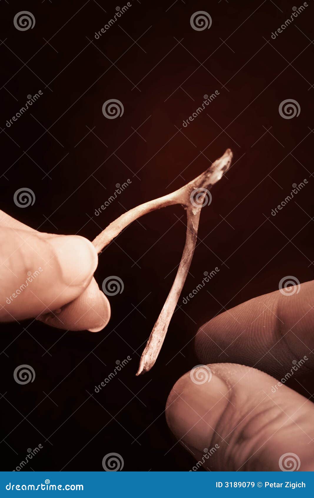 Wishbone stock image. Image of guide, promise, hope, snap - 3189079
