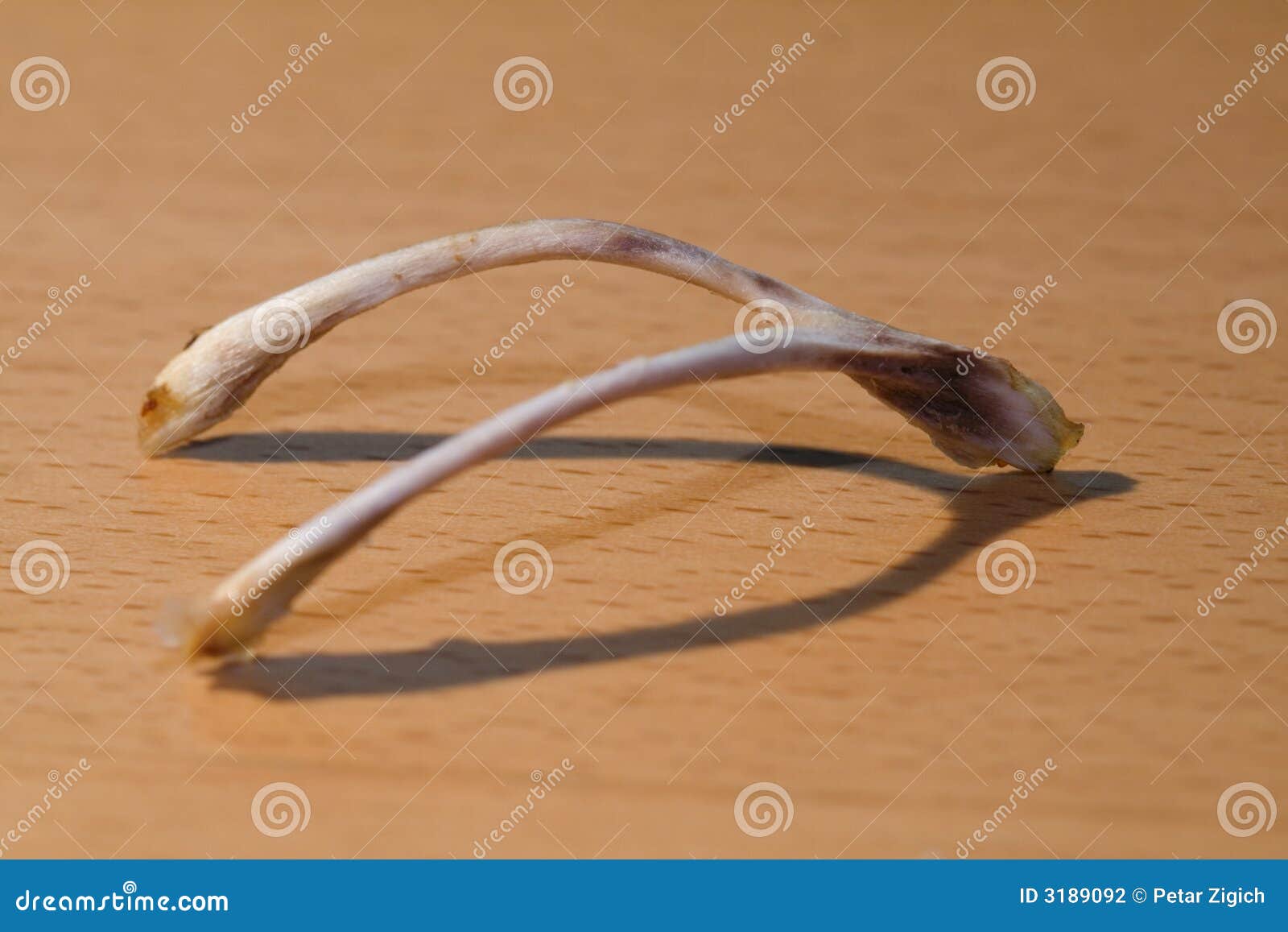 Wishbone stock photo. Image of snap, superstition, symbol - 3189092
