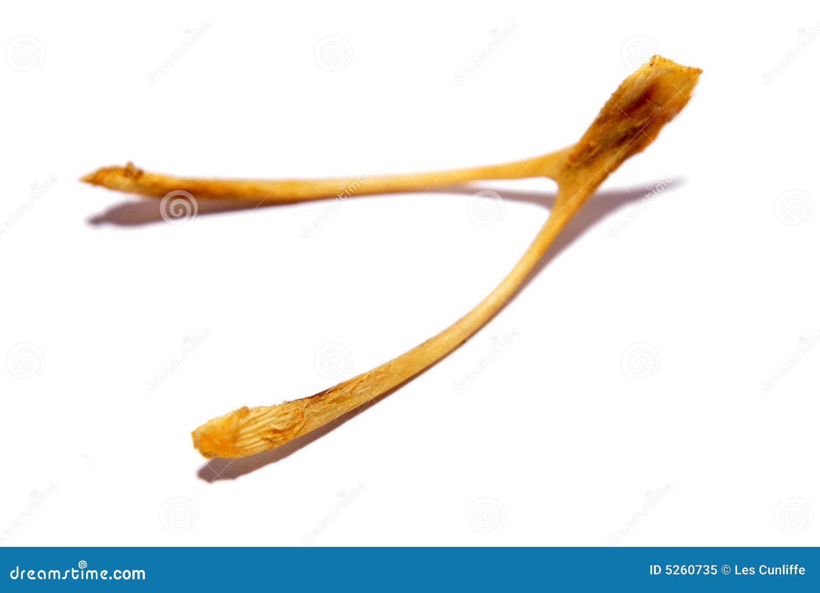 Wishbone Royalty Free Stock Photo - Image: 5260735