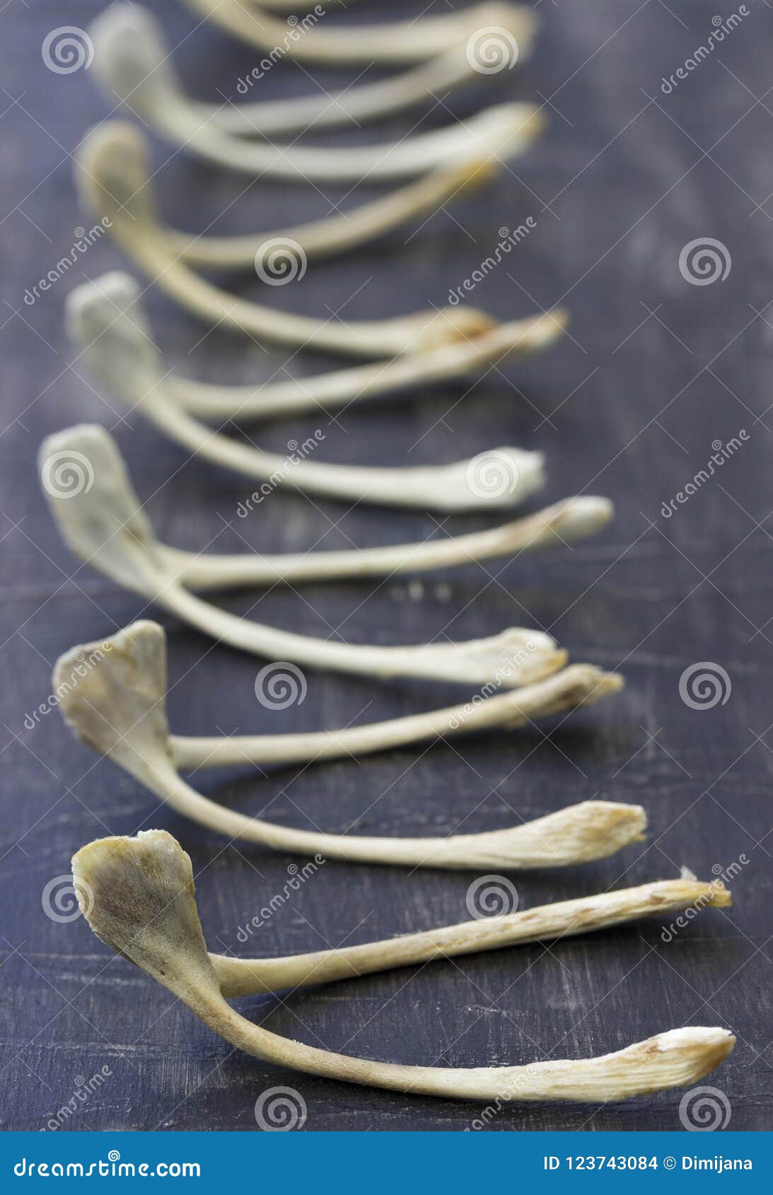 Wishing bone stock photo. Image of luck, superstition - 123743084