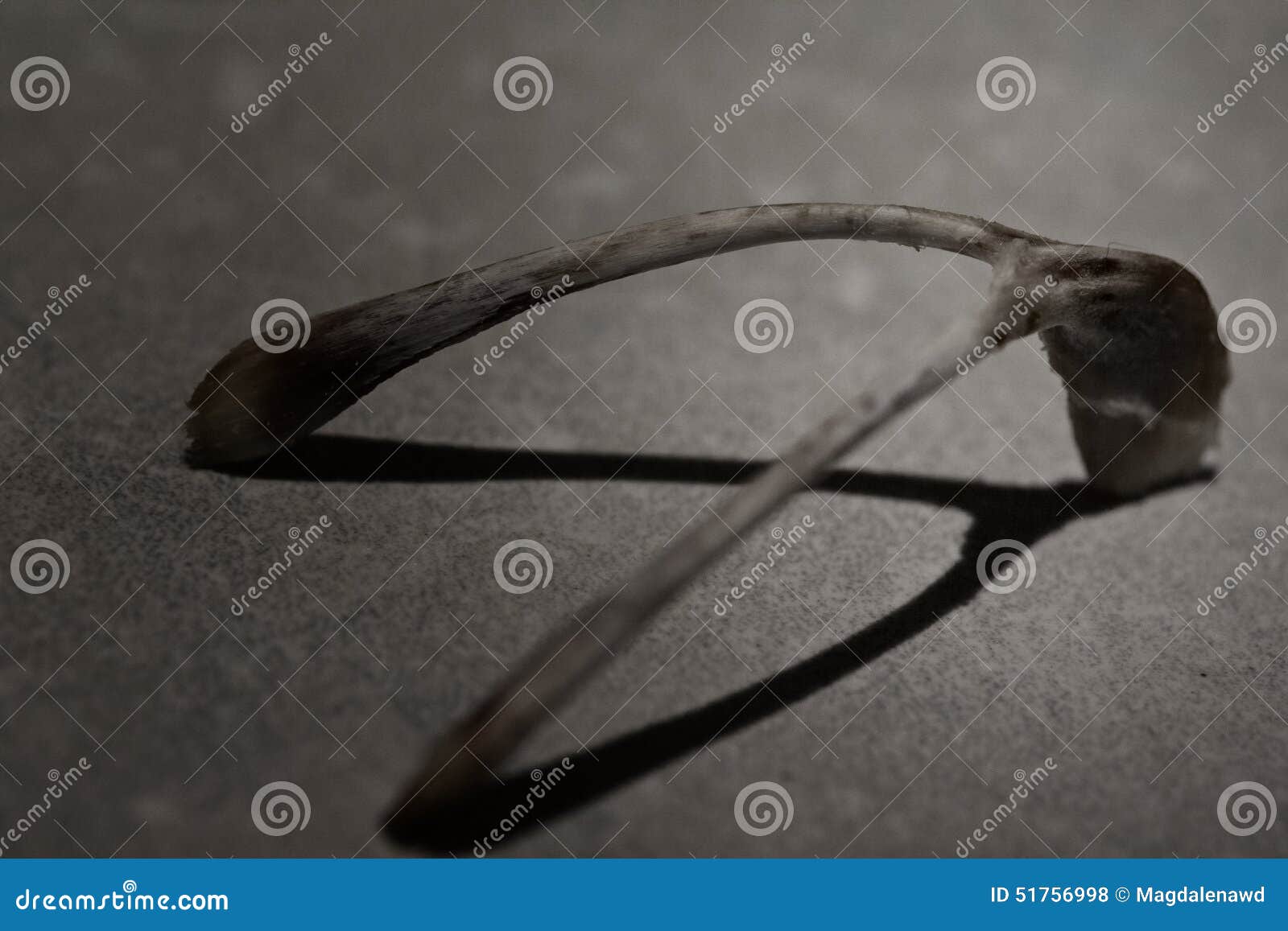 Wishbone stock photo. Image of luck, good, closeup, superstition - 51756998