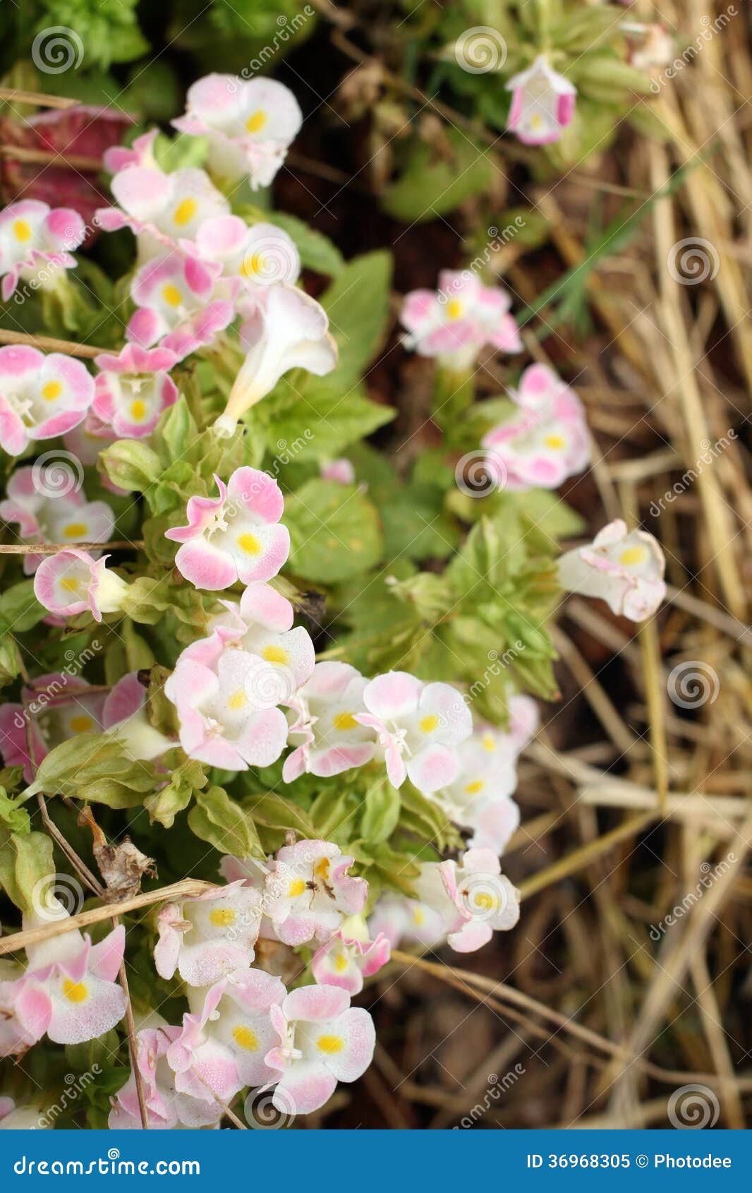 Wishbone flower stock image. Image of season, green, stem - 36968305