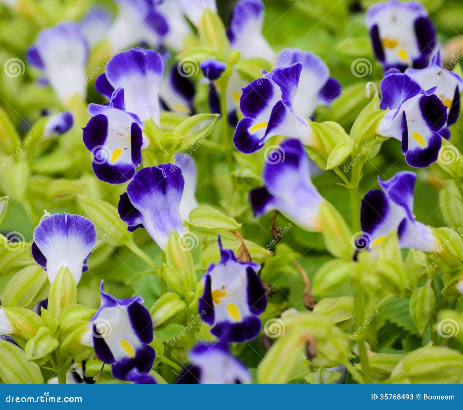 Wishbone flower stock image. Image of torenia, flower - 35768493