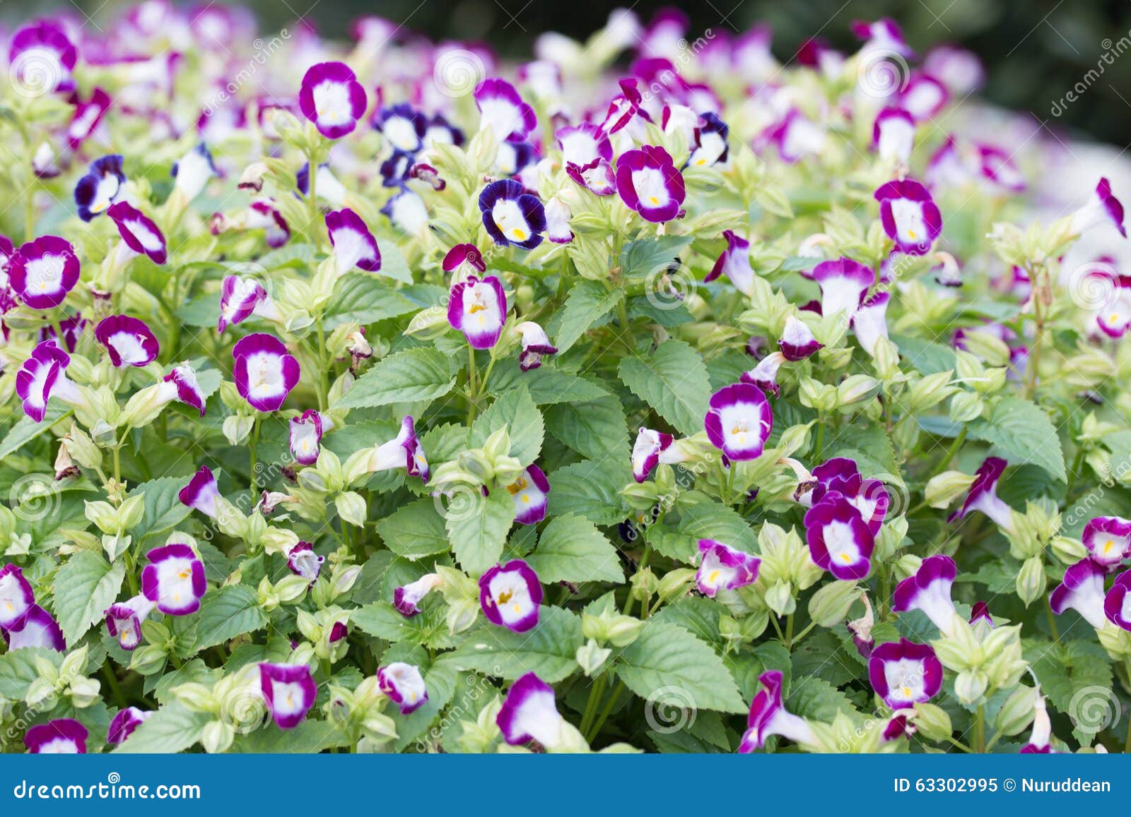 Wishbone Flower (Torenia Fournieri) in Garden Stock Image - Image of ...