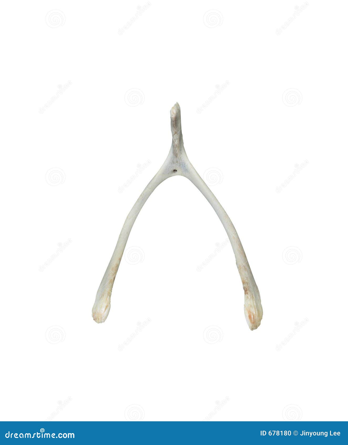 Wishing Bone stock photo. Image of surface, light, white - 678180