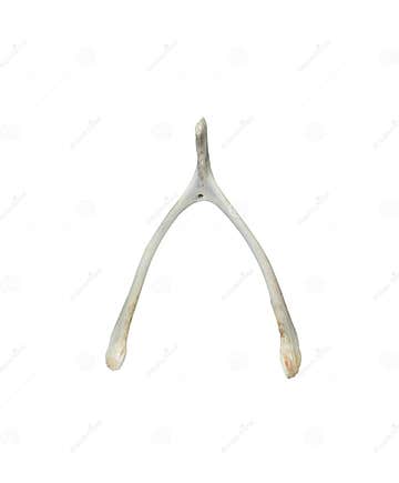 Wishing Bone stock photo. Image of surface, light, white - 678180