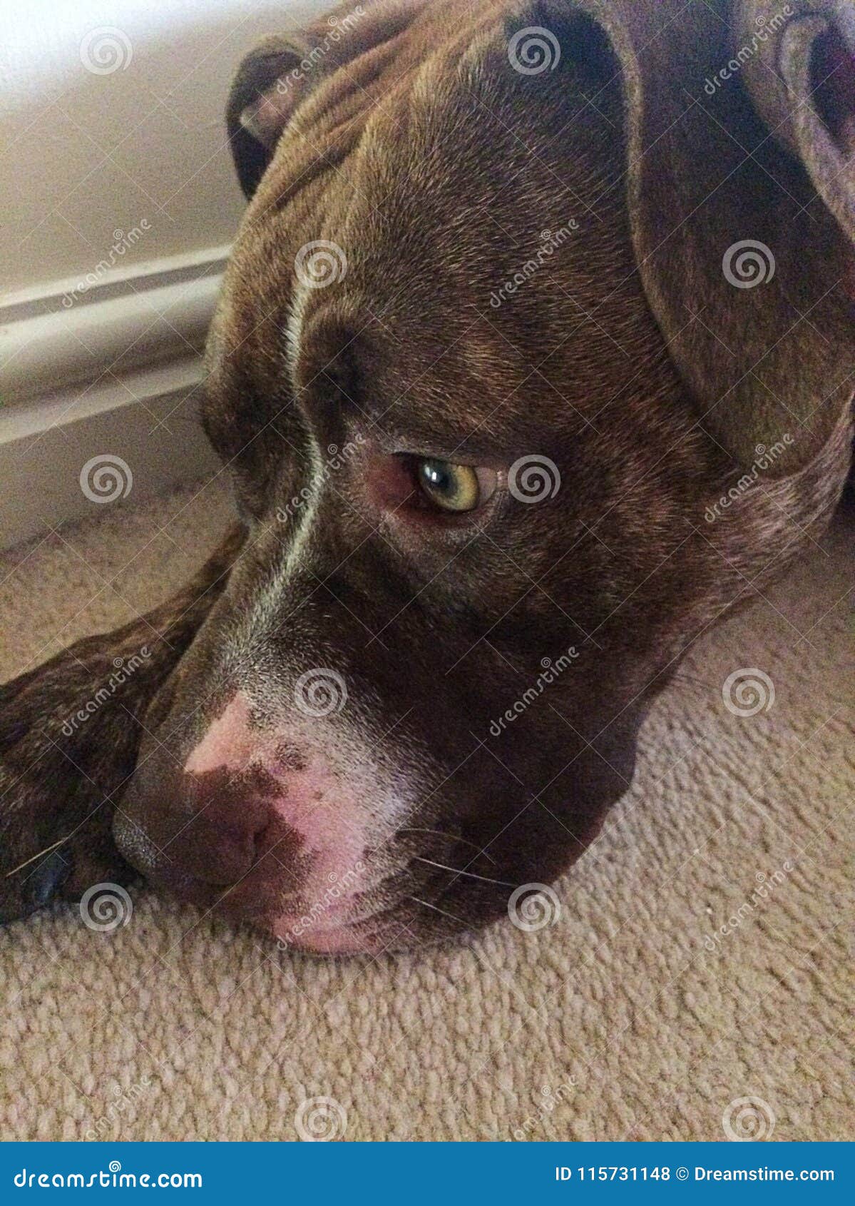 Wishing stock photo. Image of daydreaming, thought, deep - 115731148