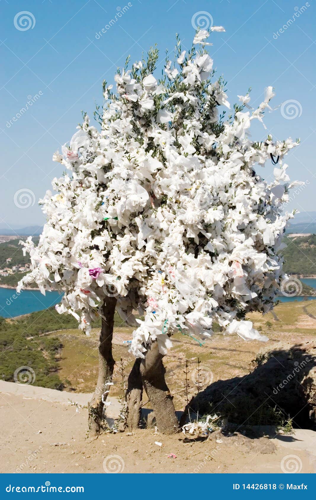 Wishing tree stock photo. Image of wishing, tree, traditional - 14426818