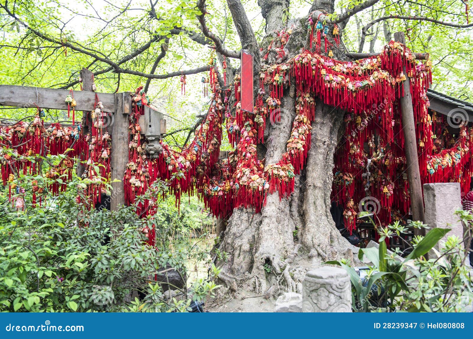 Wishing tree, China stock image. Image of lucky, park - 28239347