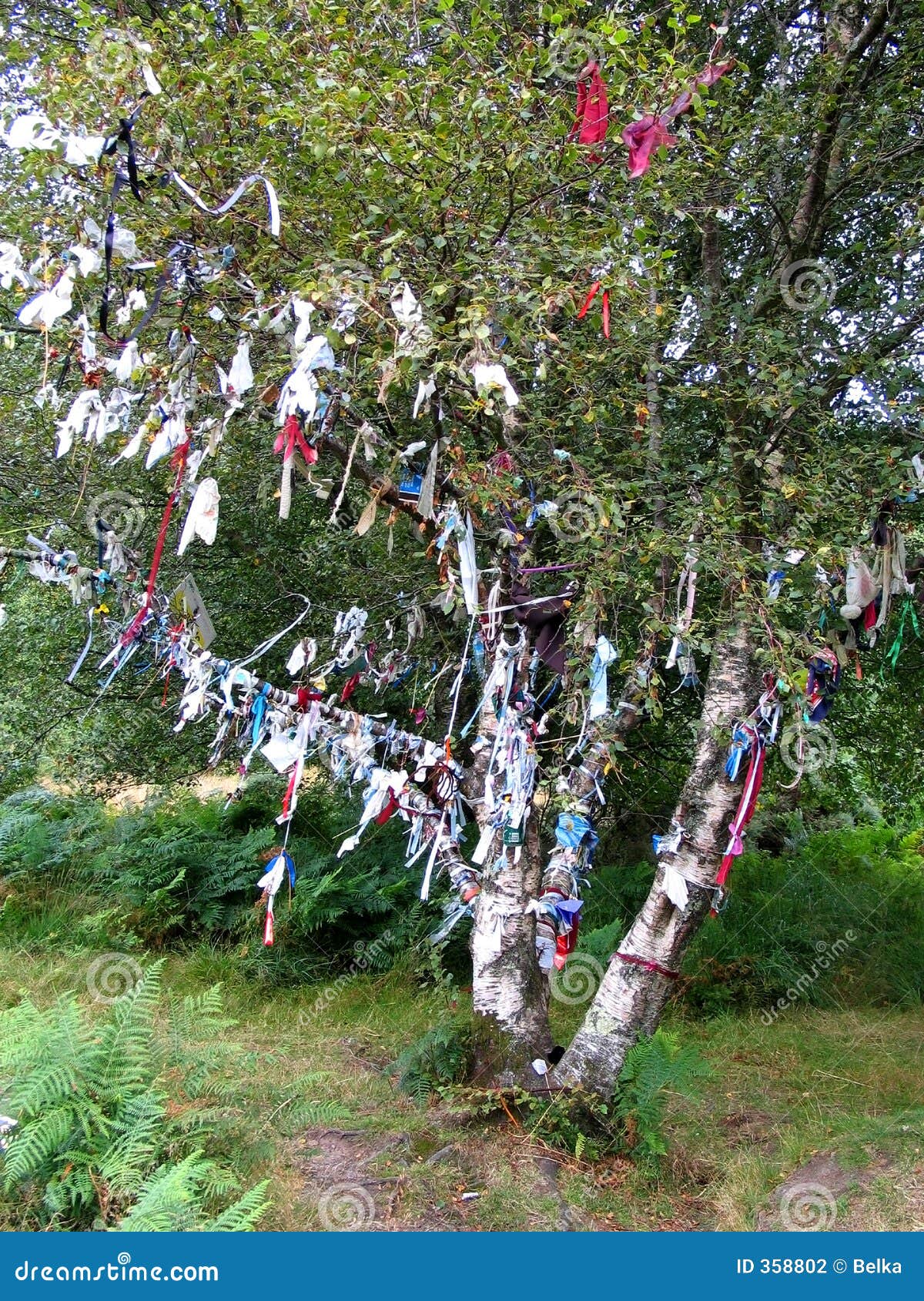 Wishing Tree
