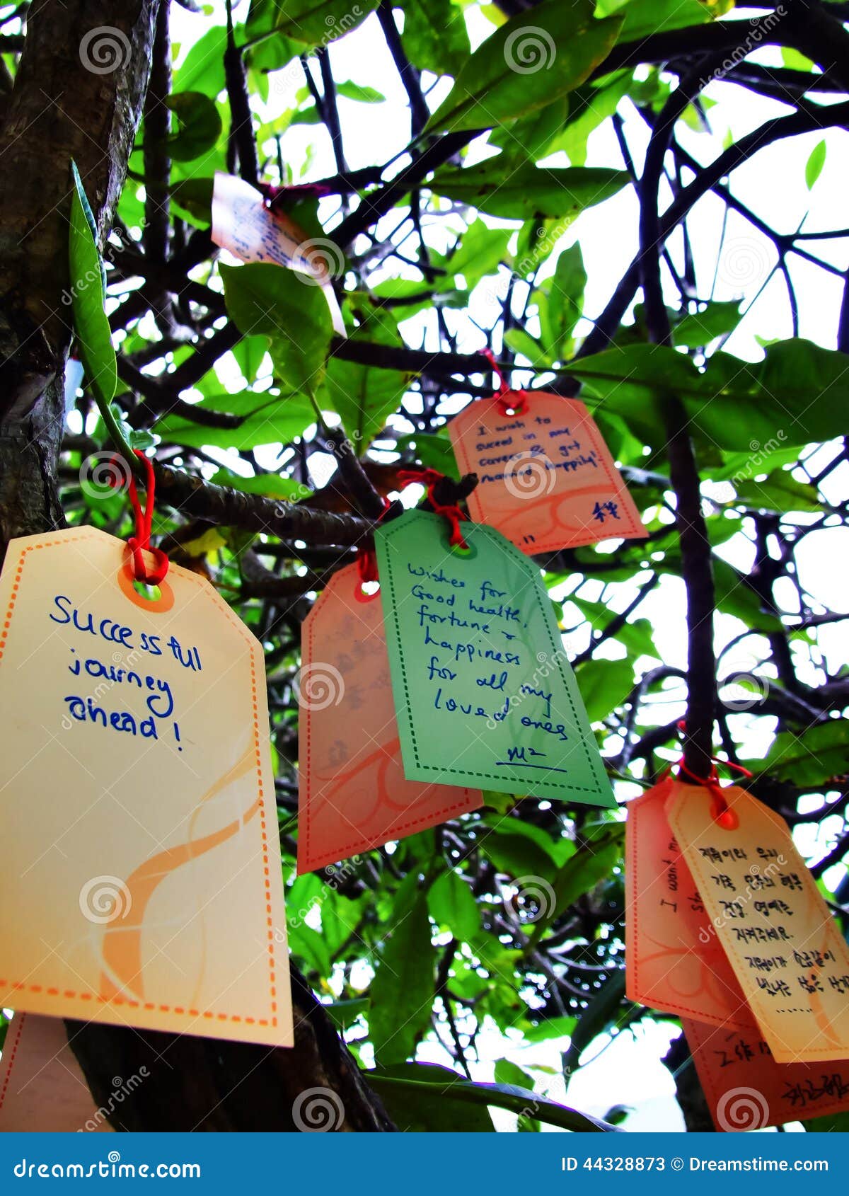 Wishing Tree stock image. Image of chinese, holding, gold - 44328873