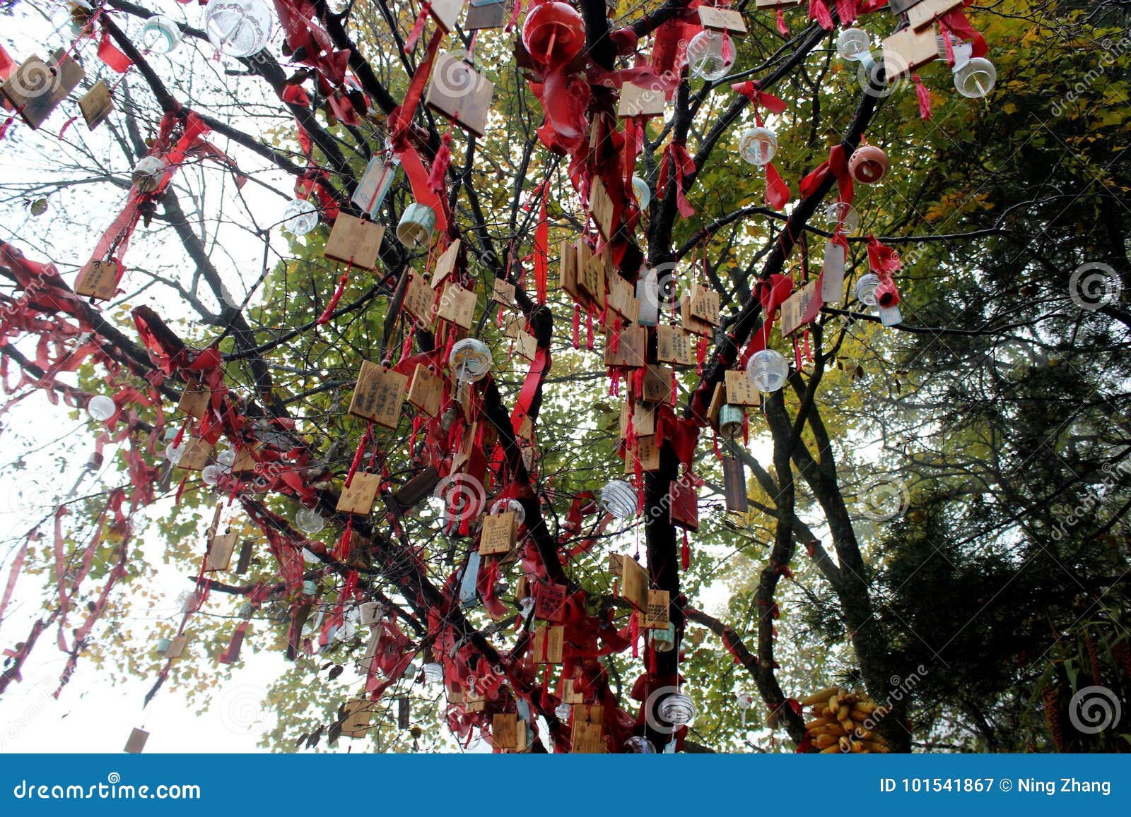 Wishing tree stock image. Image of wishing, tree, covered - 101541867